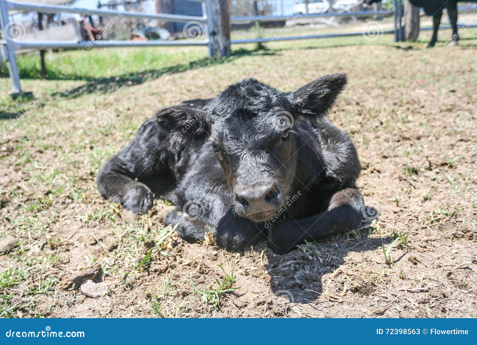 New born calf in yard stock image. Image of baby, cranky - 72398563