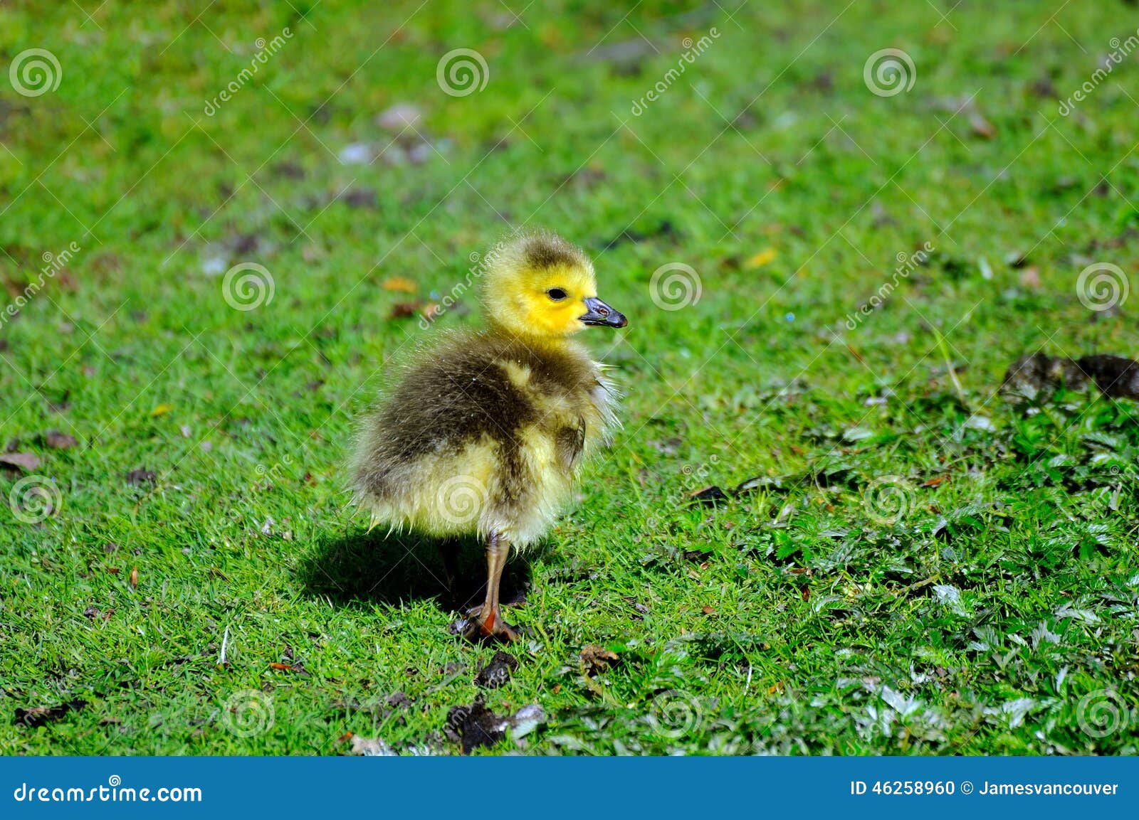 A new born Canada Geese stock photo. Image of spring - 46258960