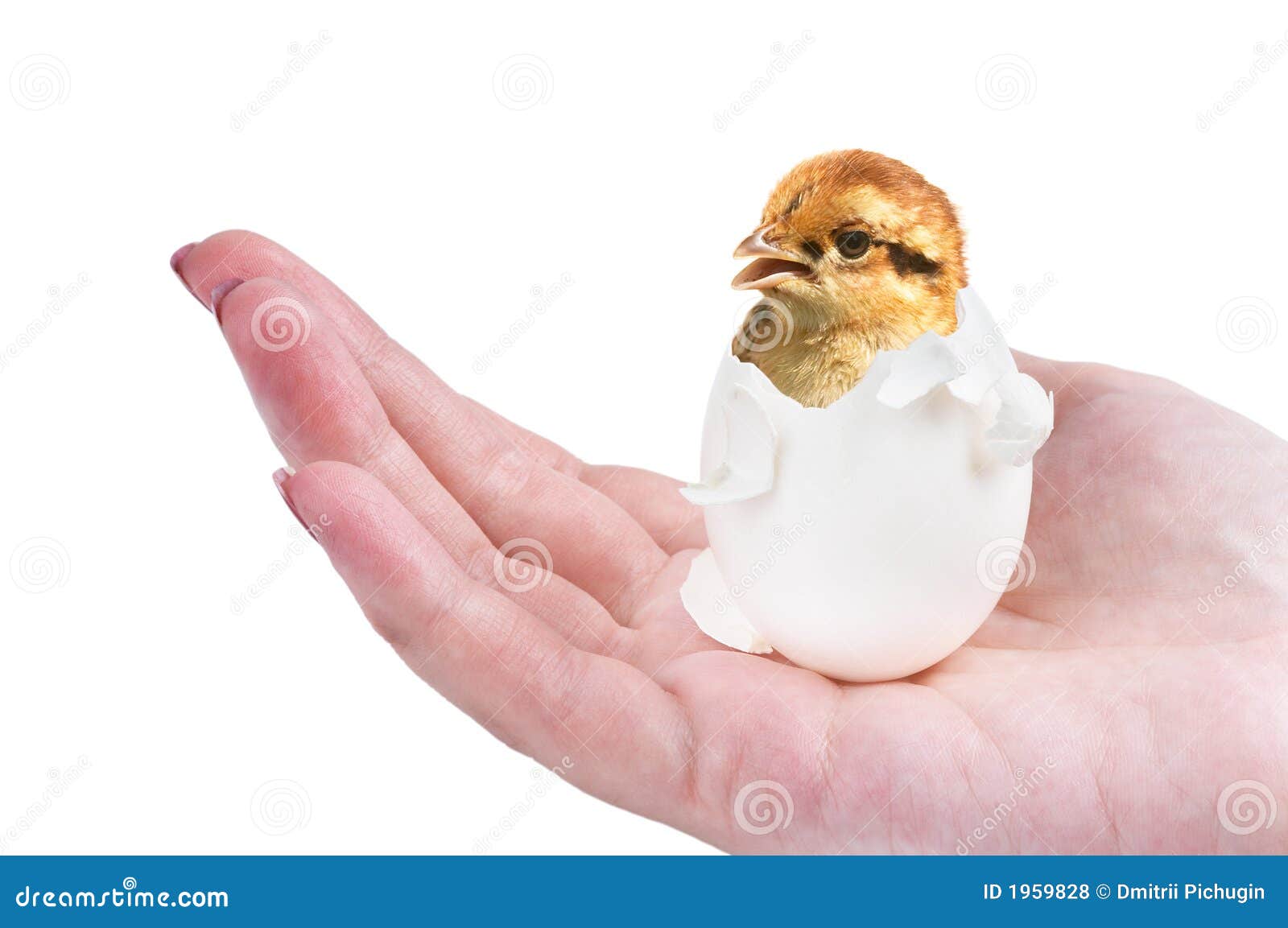 New-born chick stock photo. Image of baby, girl, breaks - 1959828