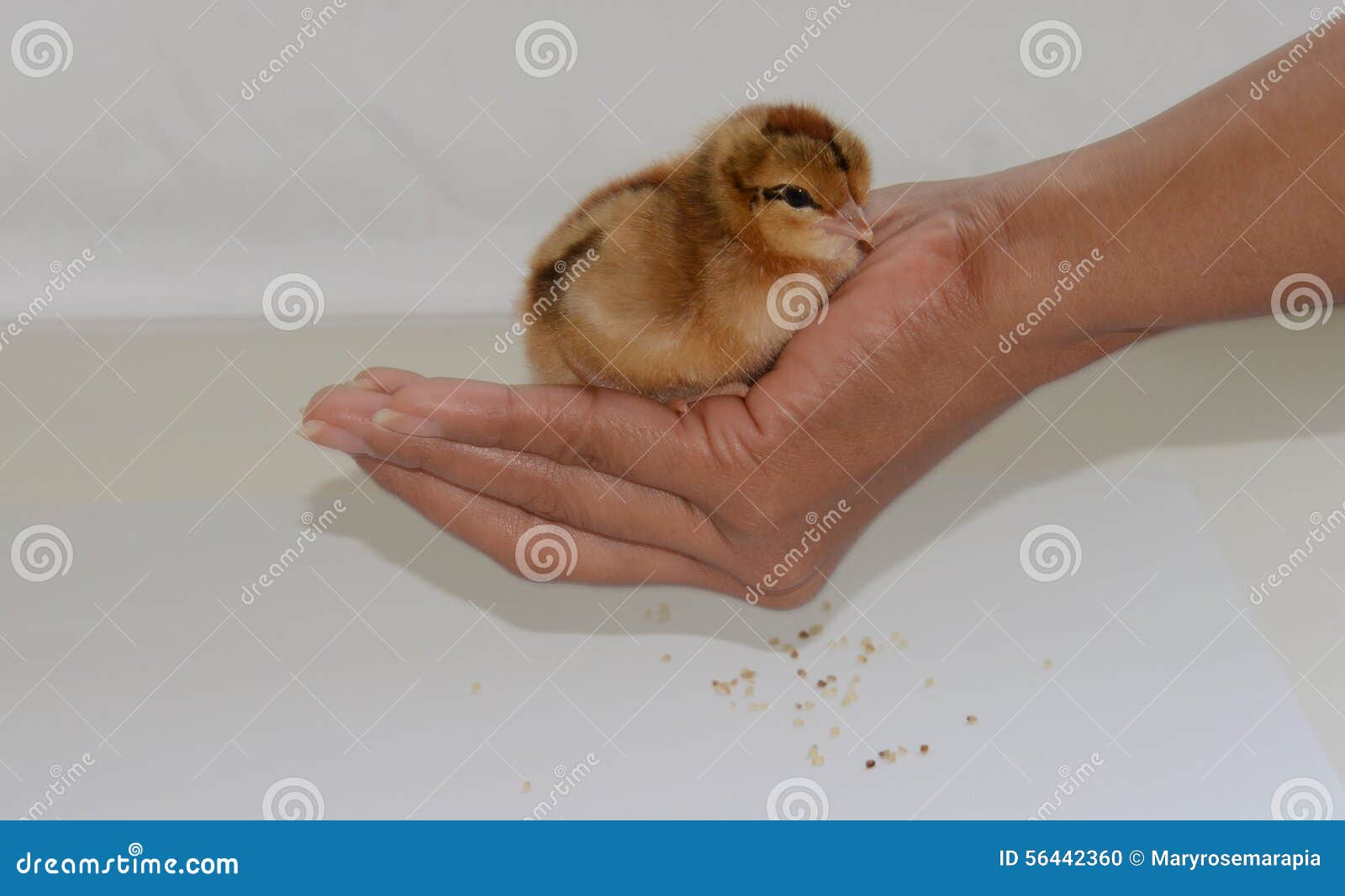 New Born Chick on Hand stock photo. Image of adorable - 56442360