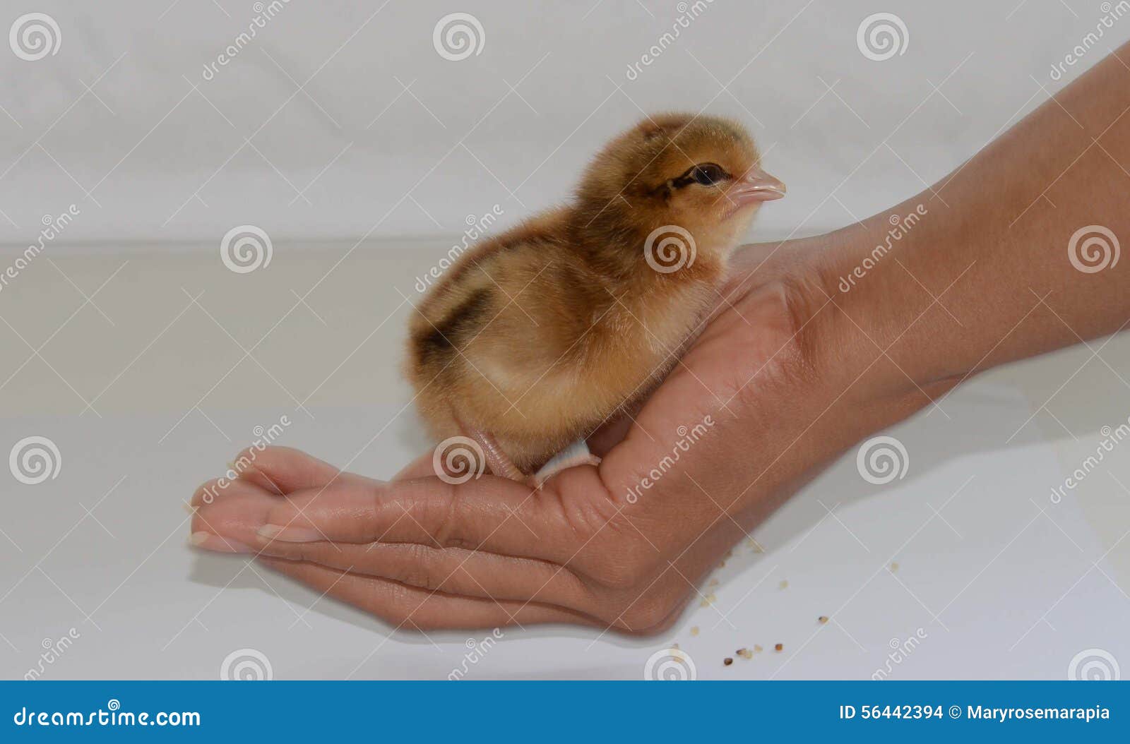 New Born Chick on Hand stock photo. Image of born, brown - 56442394