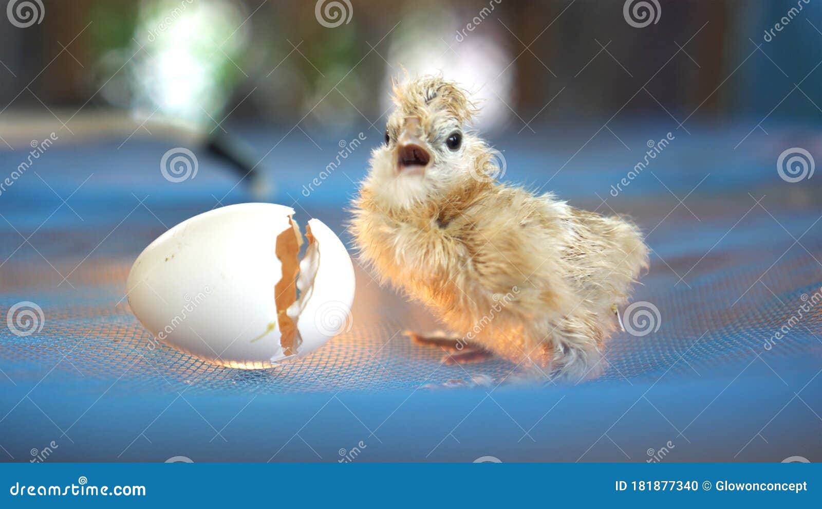 New Born Chicken with Egg Shell New Life Concept Stock Photo - Image of ...