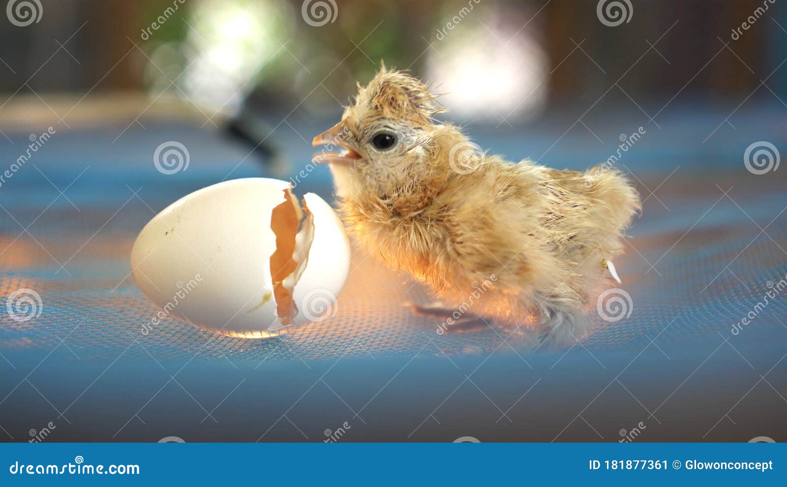 New Born Chicken with Egg Shell New Life Concept Stock Image - Image of ...