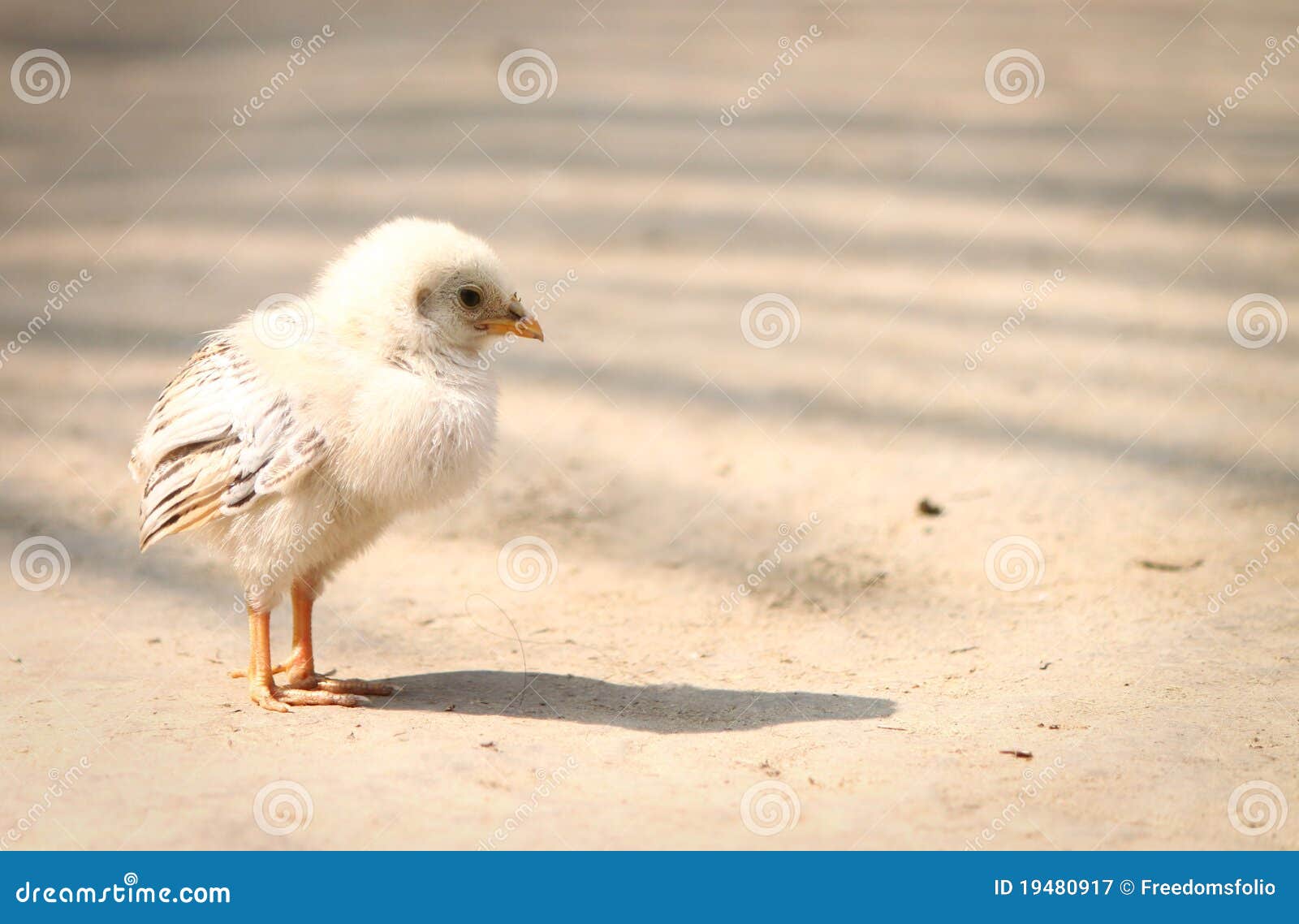 New Born Chicken in Outdoor Poultry Stock Image - Image of earning ...