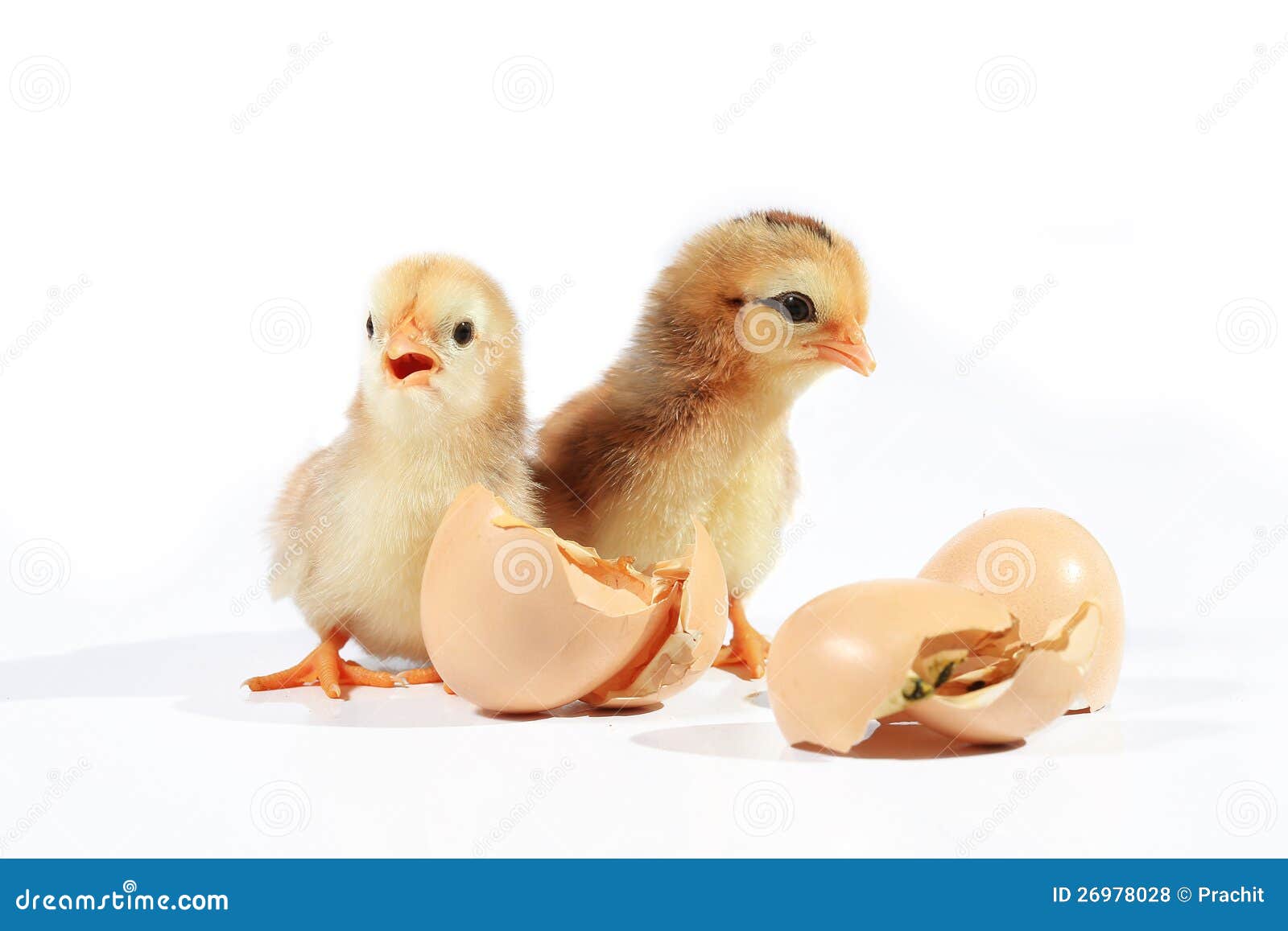 New Born Chicks and Broken Shell Stock Photo - Image of chicken, shell ...