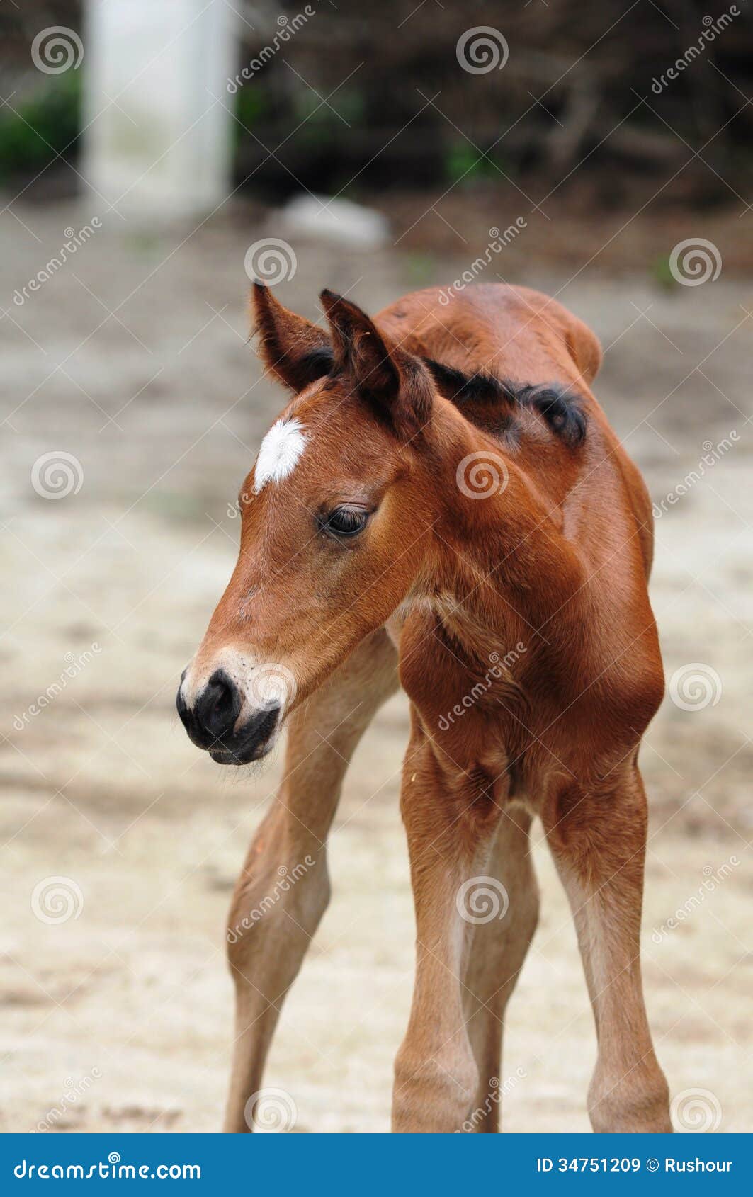 New Born Colt stock image. Image of wild, foaling, farm - 34751209