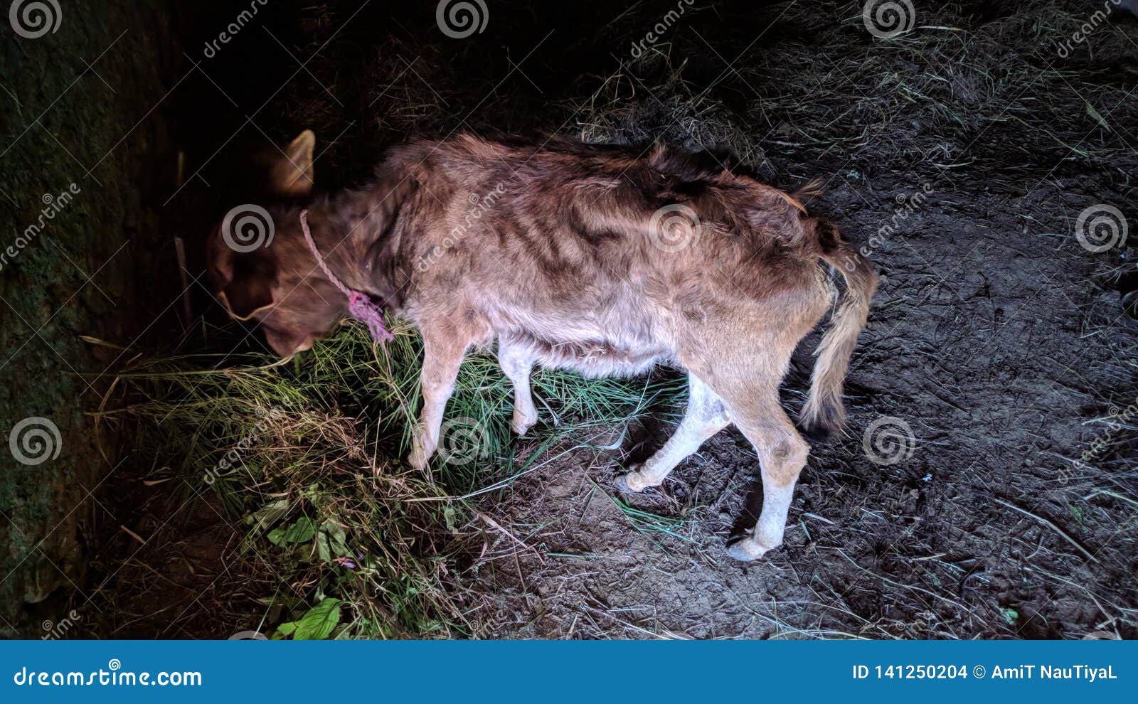 Cow Baby stock photo. Image of born, baby - 141250204