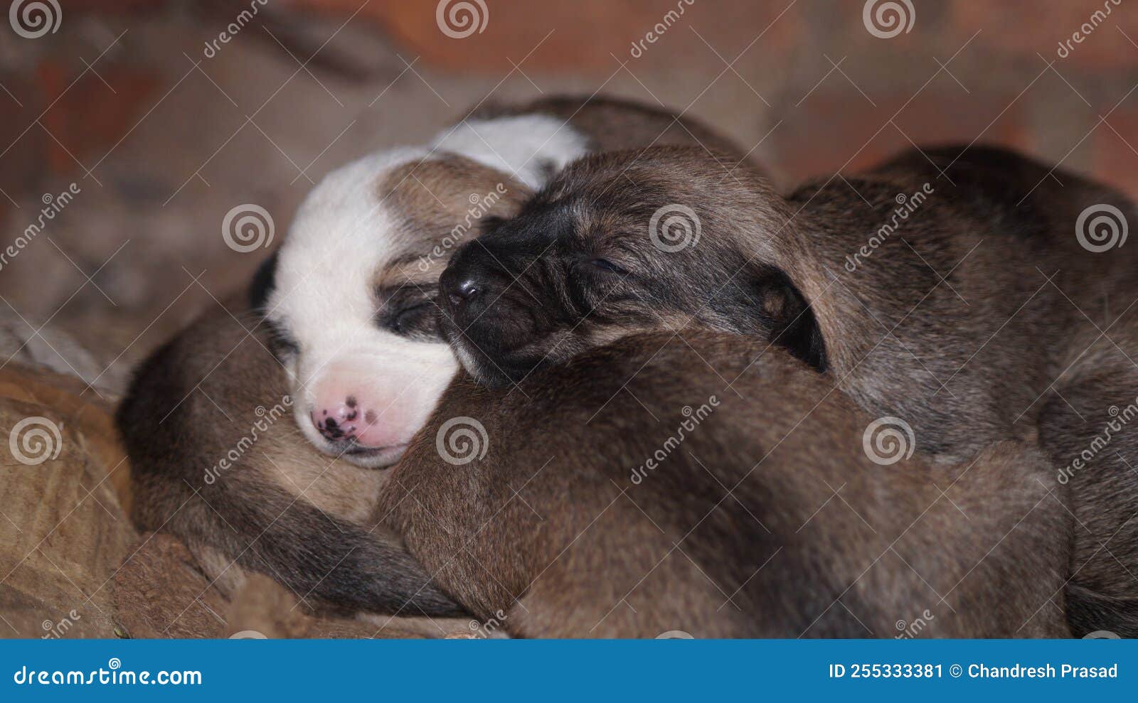 New born dogs stock image. Image of pets, puppies, newborn - 255333381