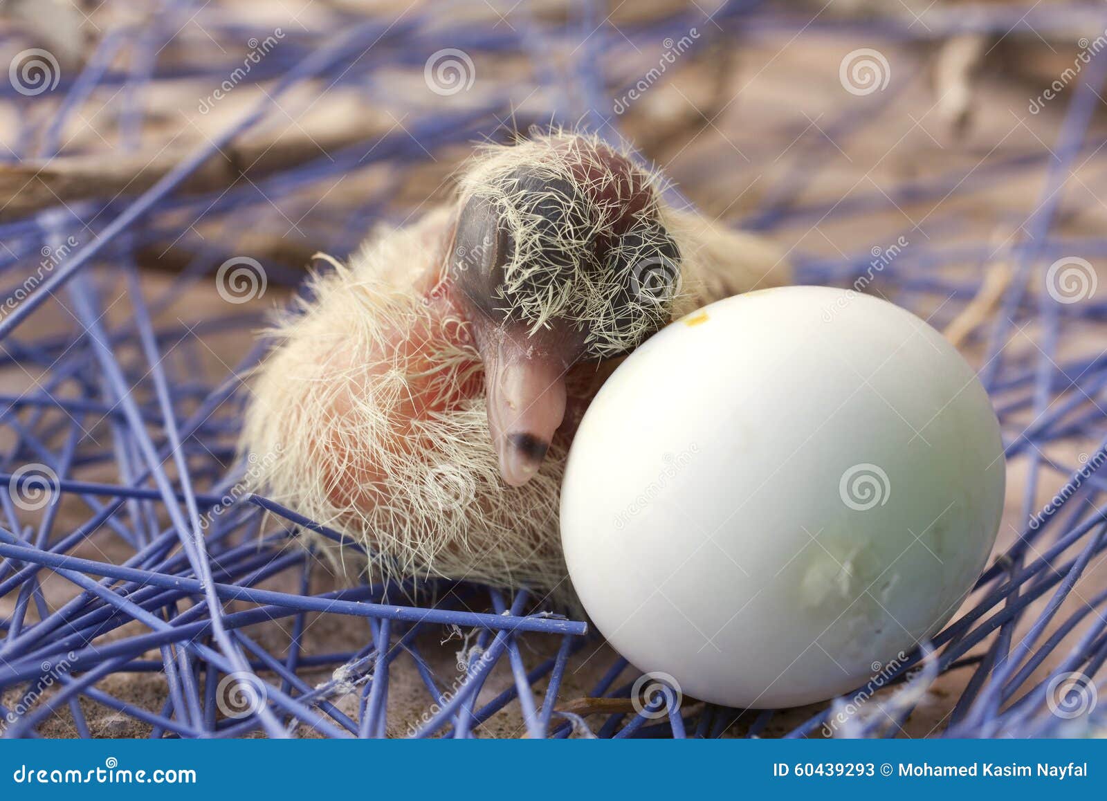 New Born Dove Chick with an Egg Stock Image - Image of dove, siblings ...
