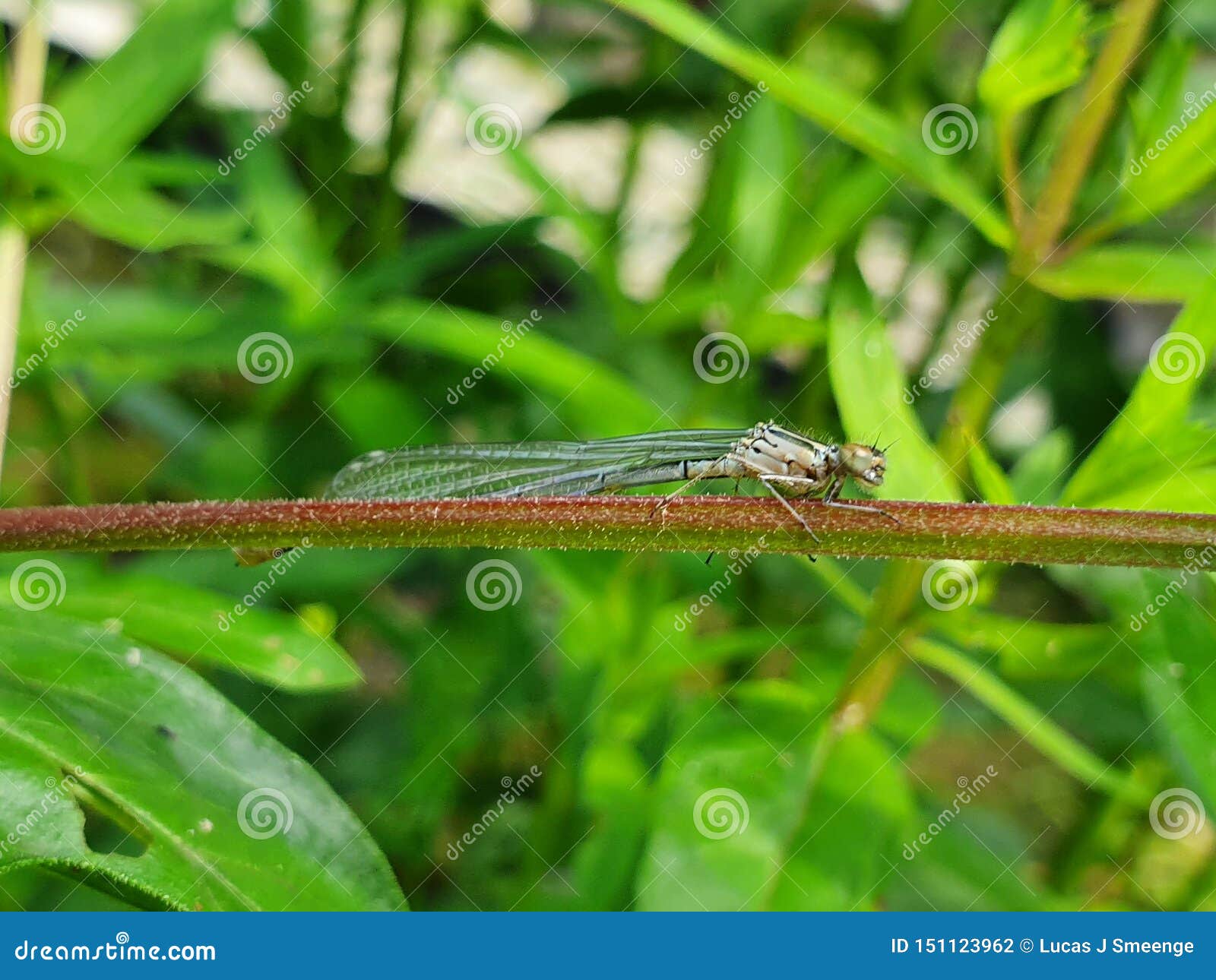 New Born Dragonfly Drying Up Stock Photo - Image of dragonfly, drying ...