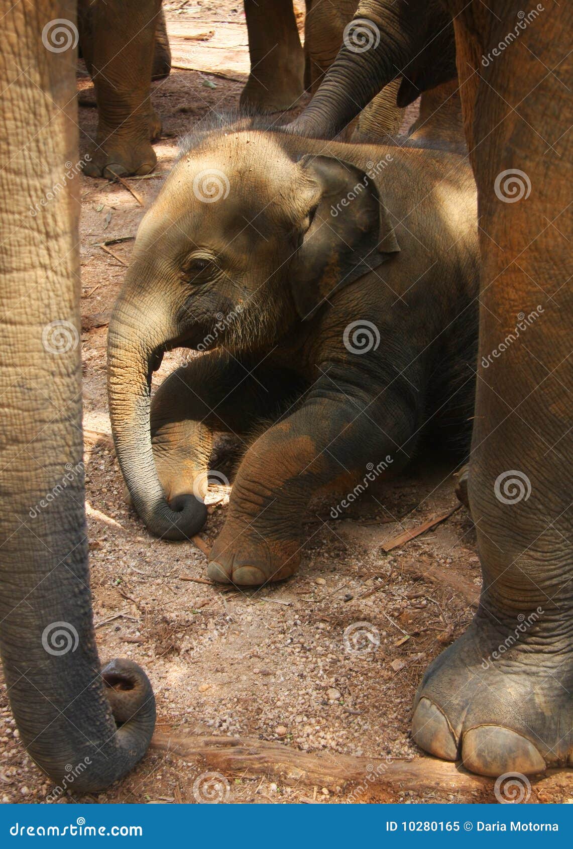 New-born Elephant-calf, Baby Stock Image - Image of cute, elephants ...