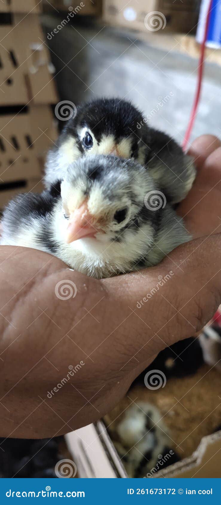 New born stock photo. Image of chicken, hach, born - 261673172