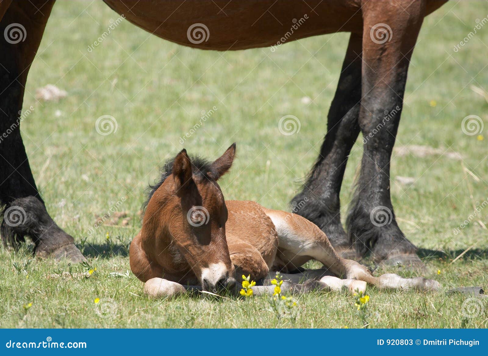 New-born foal stock image. Image of countryside, environment - 920803