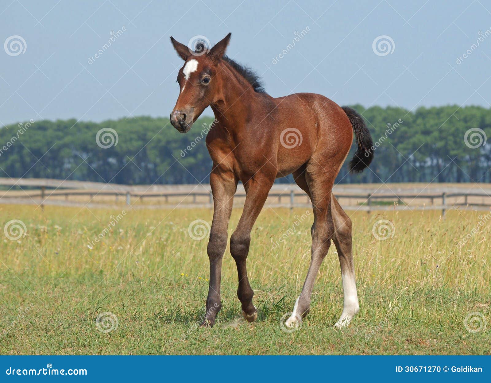 A New-born Foal on a Pasture Stock Photo - Image of space, horse: 30671270