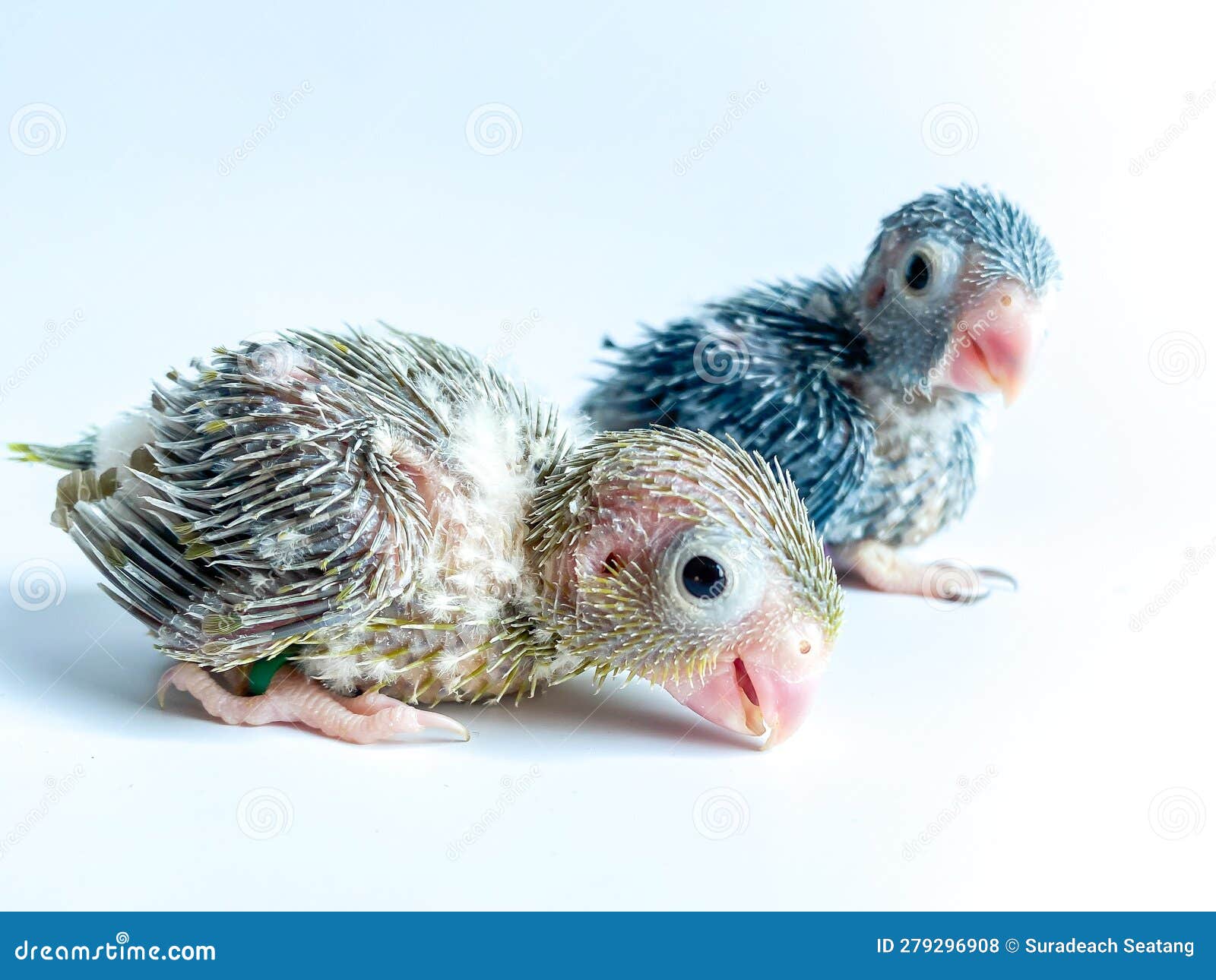 New Born Forpus Parrot Bird on the White Stock Photo - Image of white ...