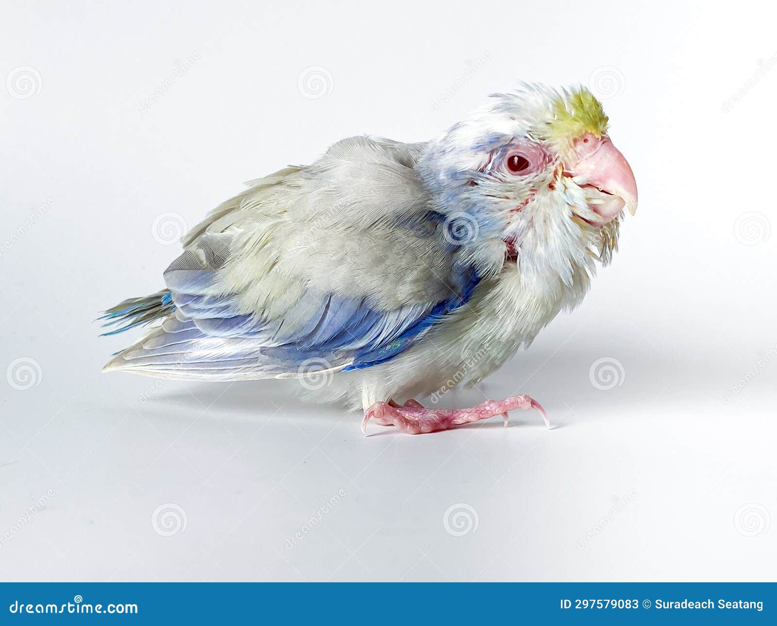 New Born Forpus Parrot Bird on the White Stock Image - Image of ...
