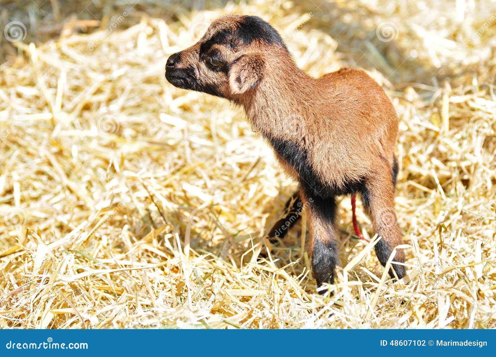 New born goat stock photo. Image of black, animal, male - 48607102