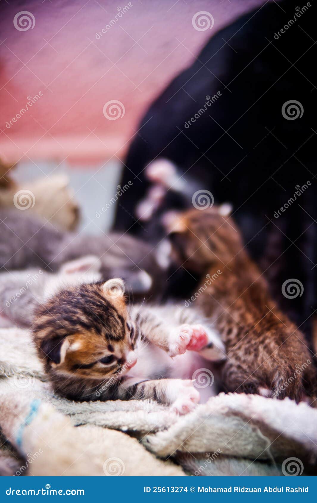 New Born Kitten stock photo. Image of newborn, resting - 25613274