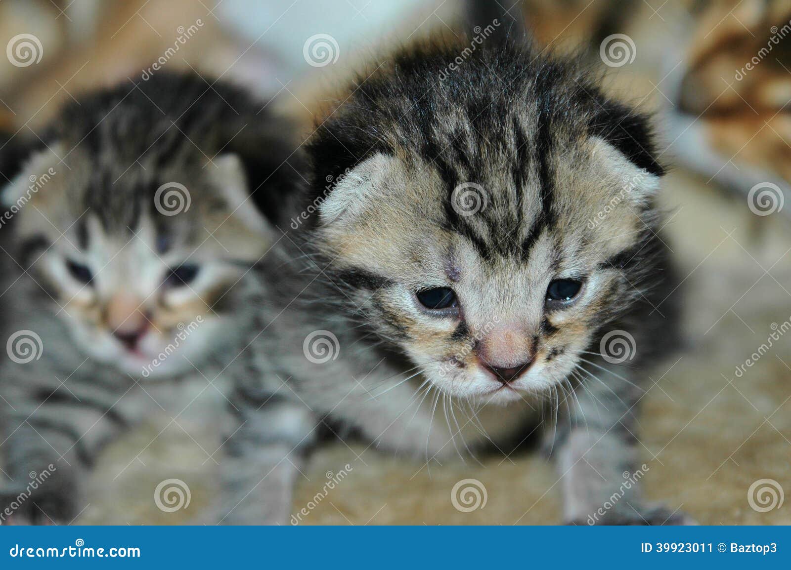 New Born Kittens stock image. Image of happy, youngster - 39923011
