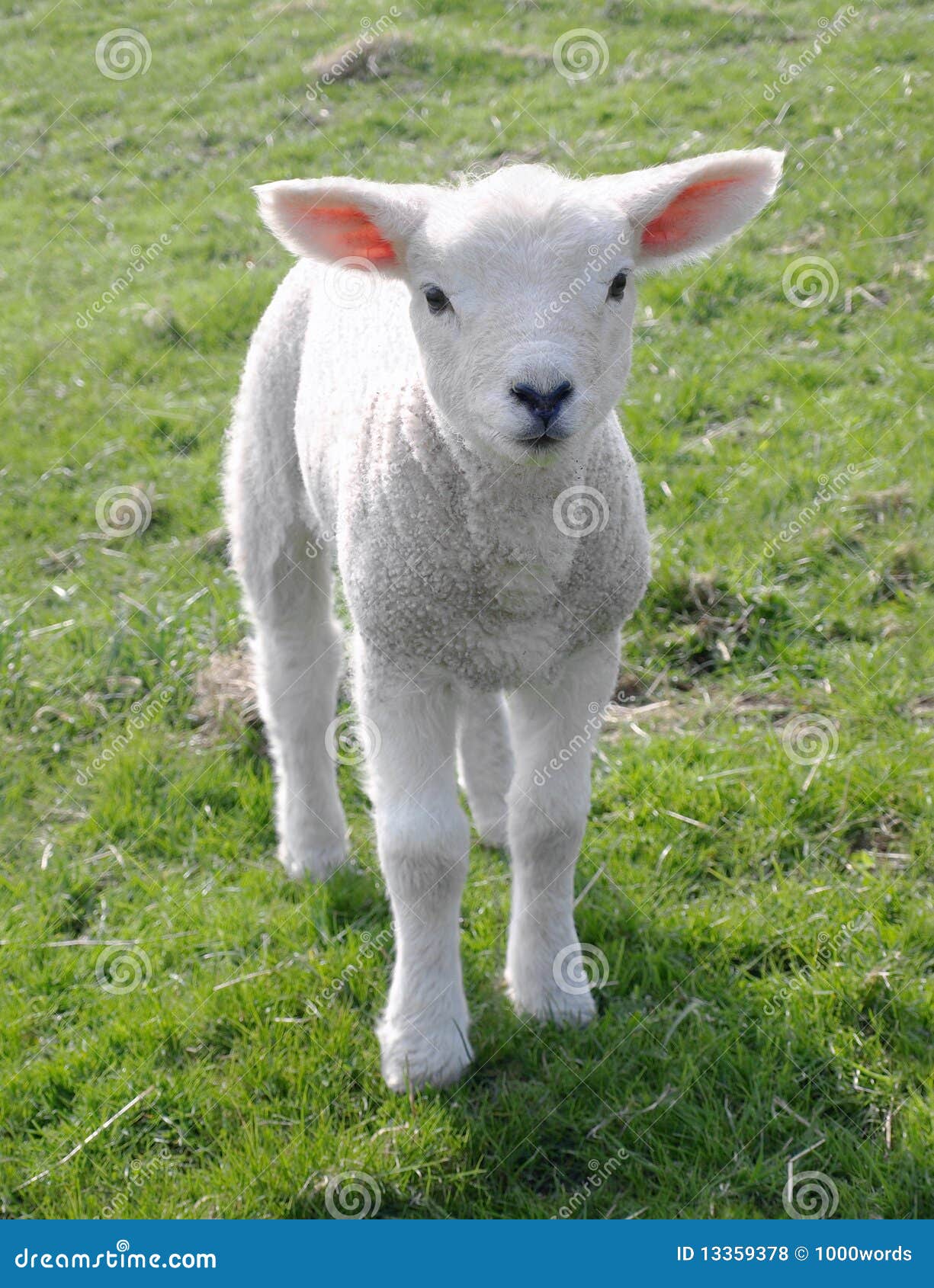 New Born Lamb stock photo. Image of land, farm, livestock - 13359378