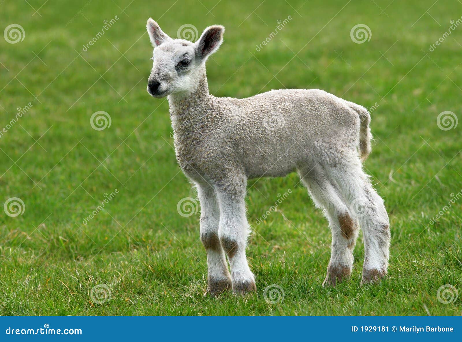 New Born Lamb stock image. Image of foodstuff, animals - 1929181