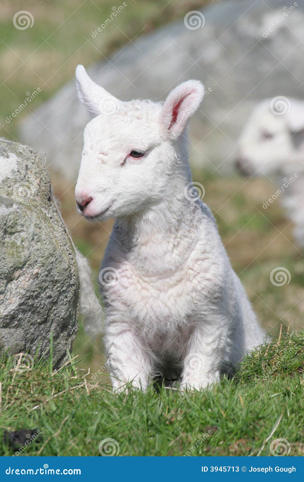 New Born Lamb stock image. Image of agriculture, closeup - 3945713