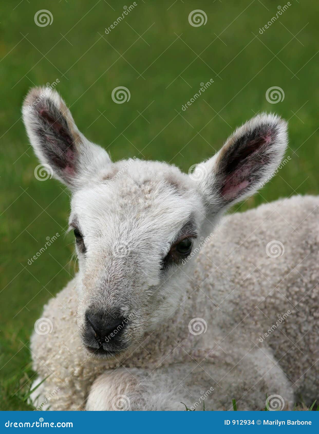 New Born Lamb stock photo. Image of innocence, cute, farming - 912934