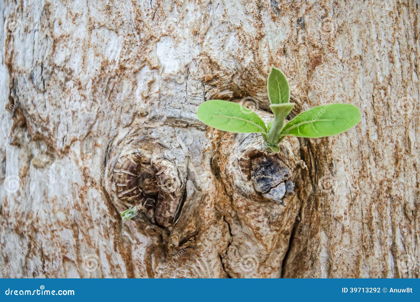 New born life stock photo. Image of small, born, brown - 39713292