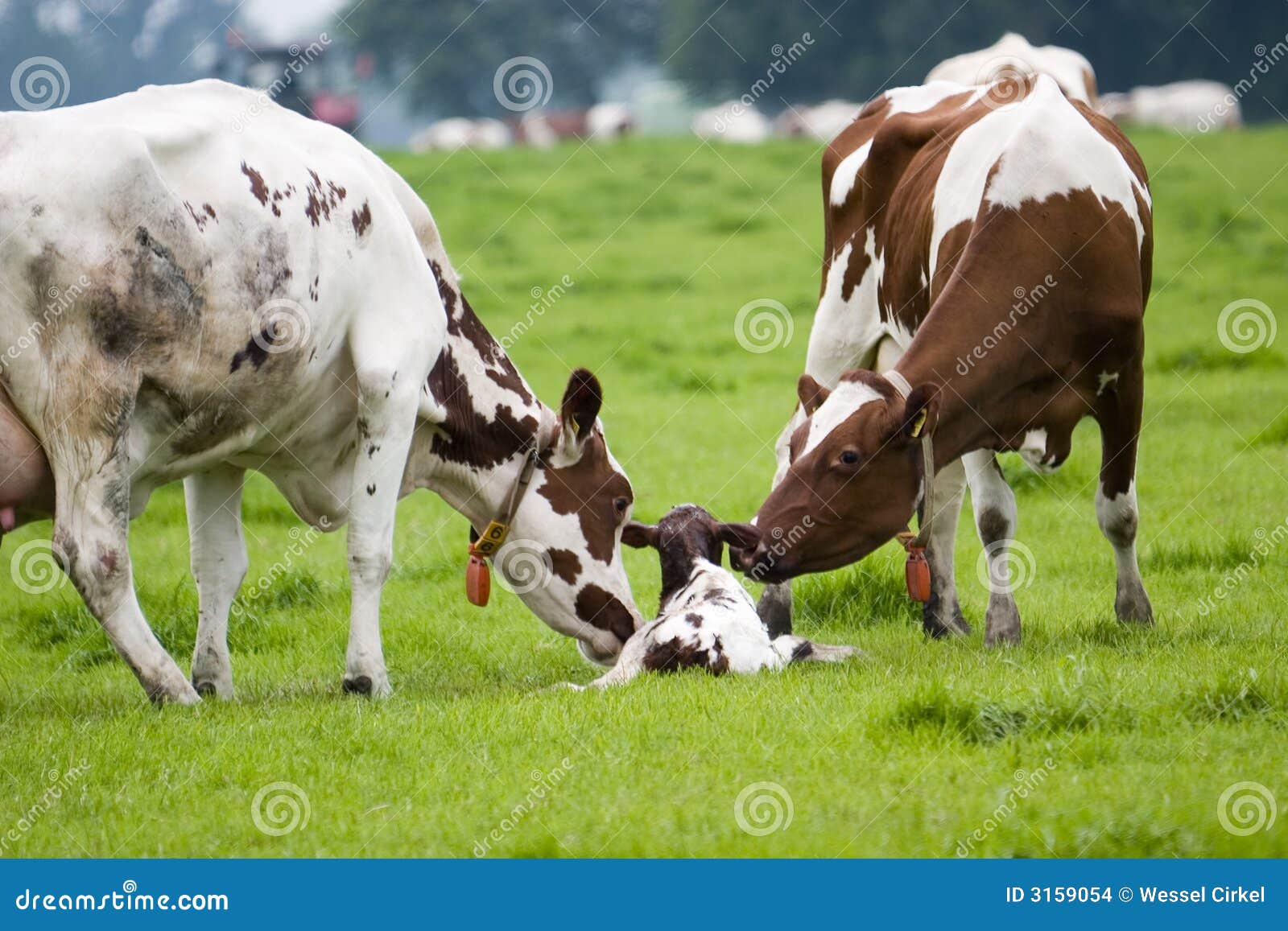 New born little bull (2) stock photo. Image of male, cleaning - 3159054