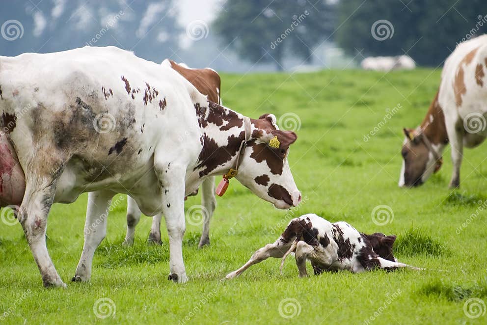 New born little bull stock photo. Image of clumsy, graze - 3159052