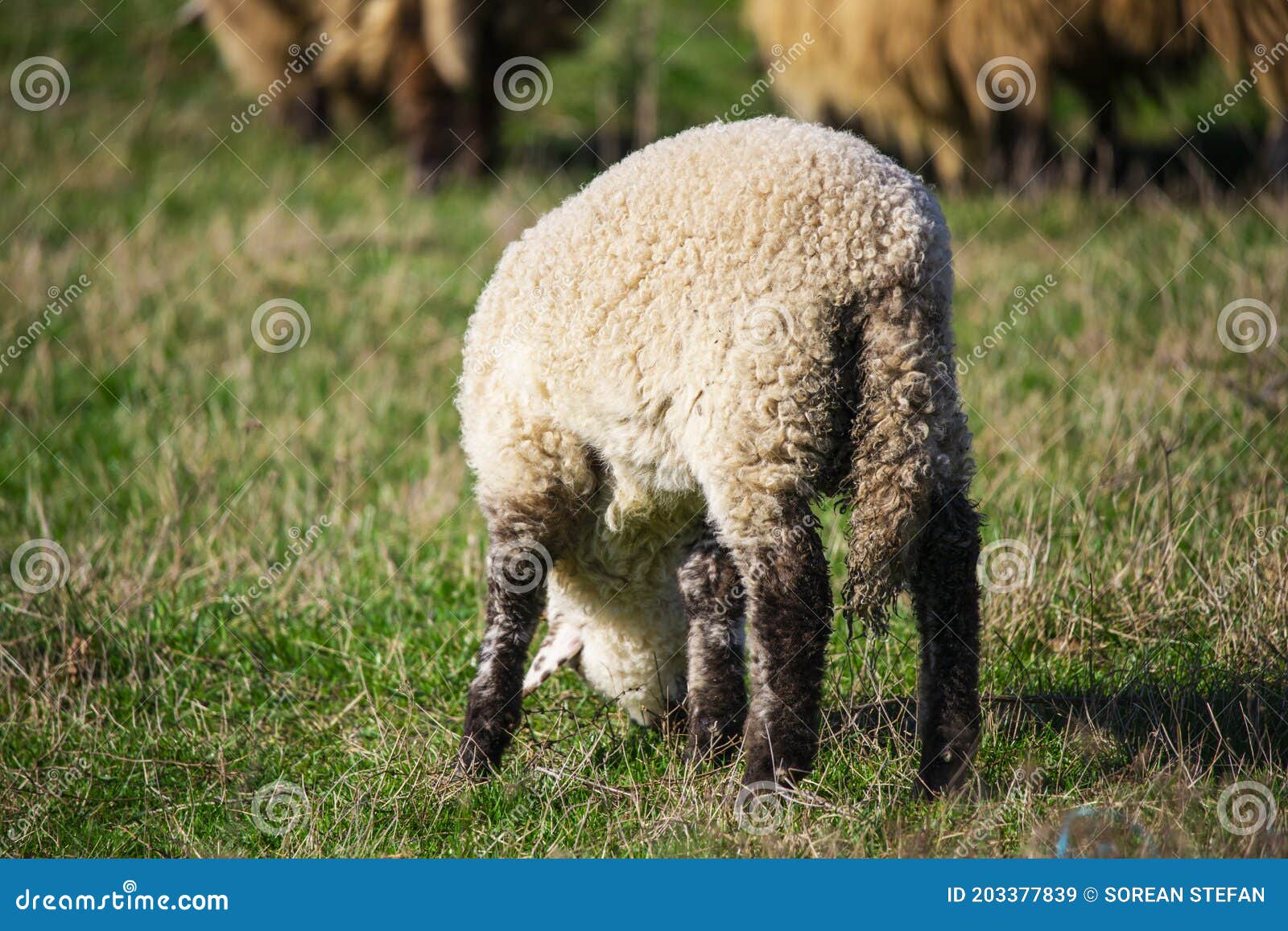 New Born Little Sheep on the Gras Stock Image - Image of ears ...