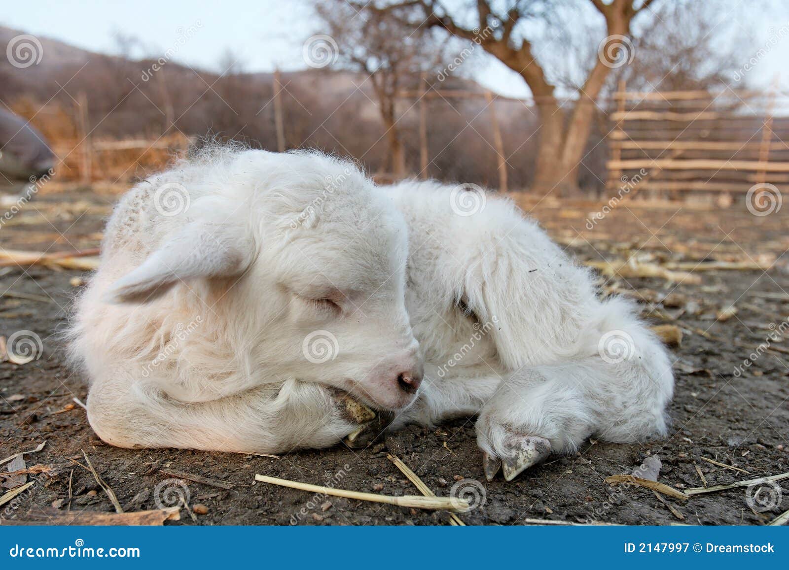 New Born Little Young Goat. Stock Image - Image of horizontal, nature ...