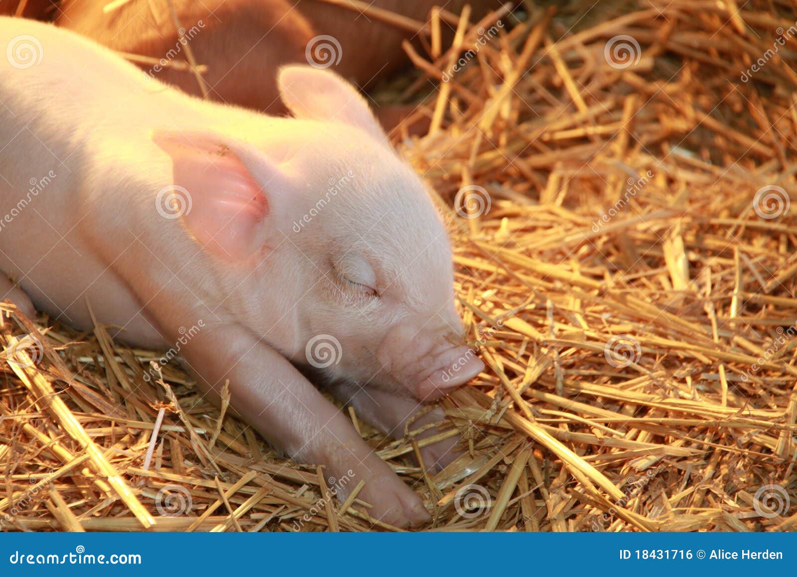 New Born Piglet stock photo. Image of farm, fair, baby - 18431716
