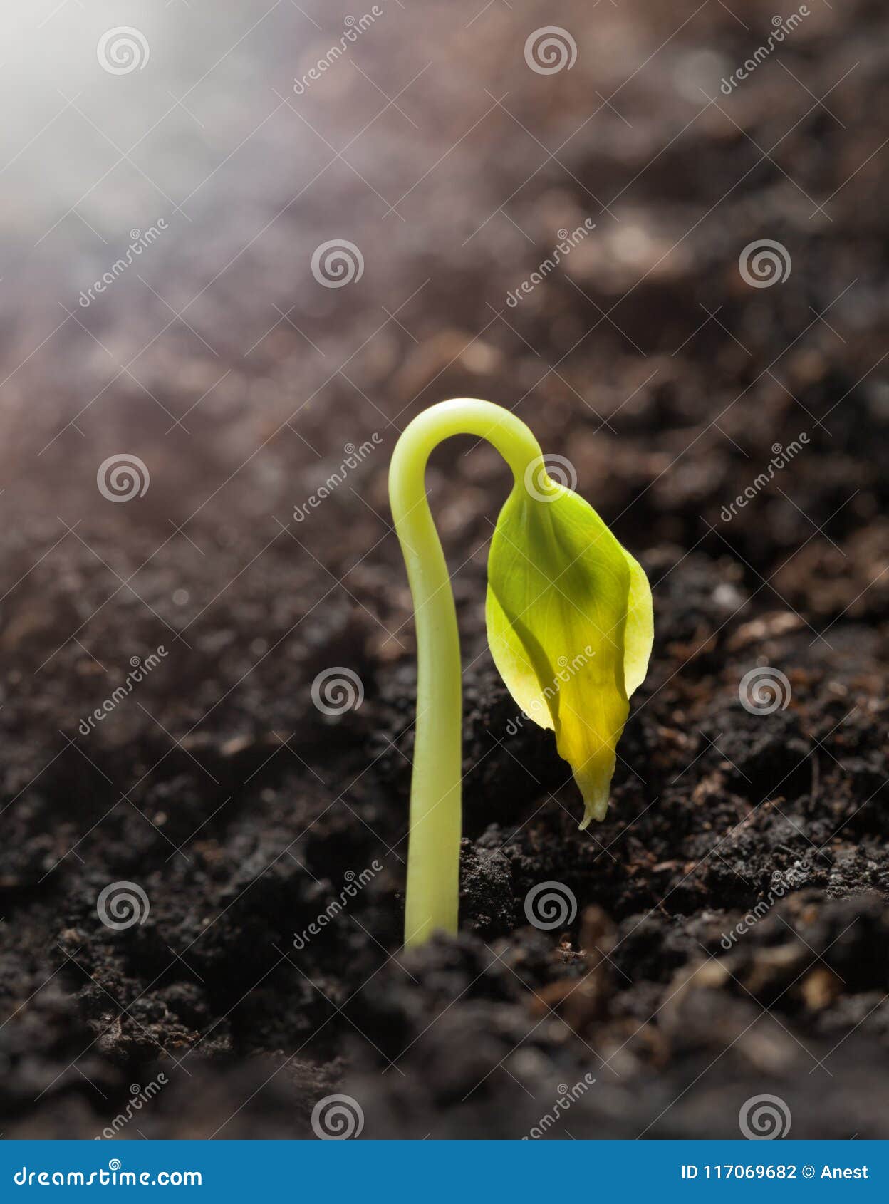 New born plant stock photo. Image of leaf, agriculture - 117069682