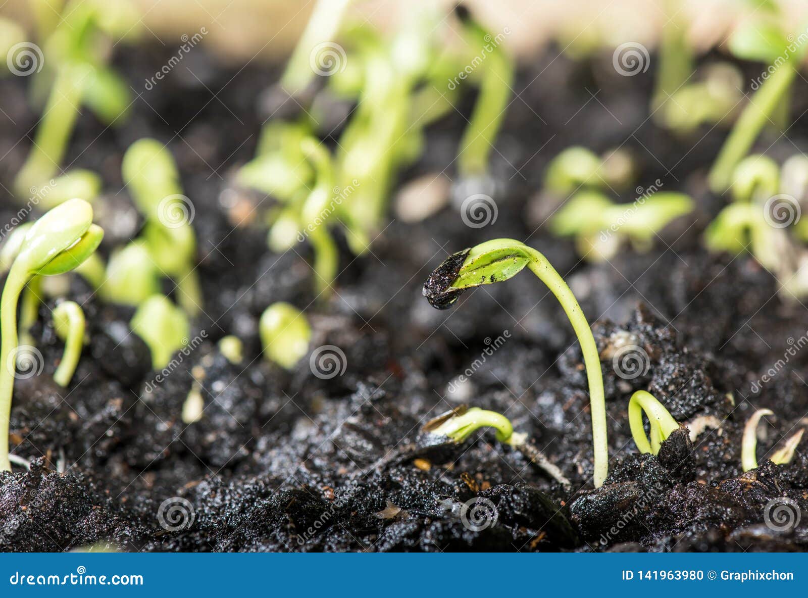New Born of Plant and Tree. Stock Photo - Image of care, grow: 141963980