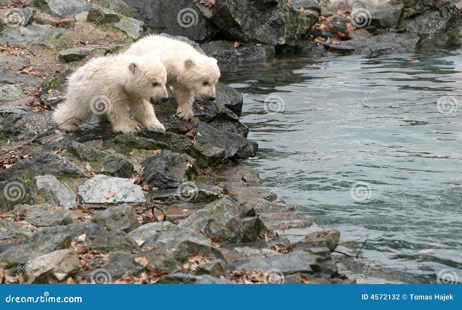 New born polar bears editorial photography. Image of frigid - 4572132