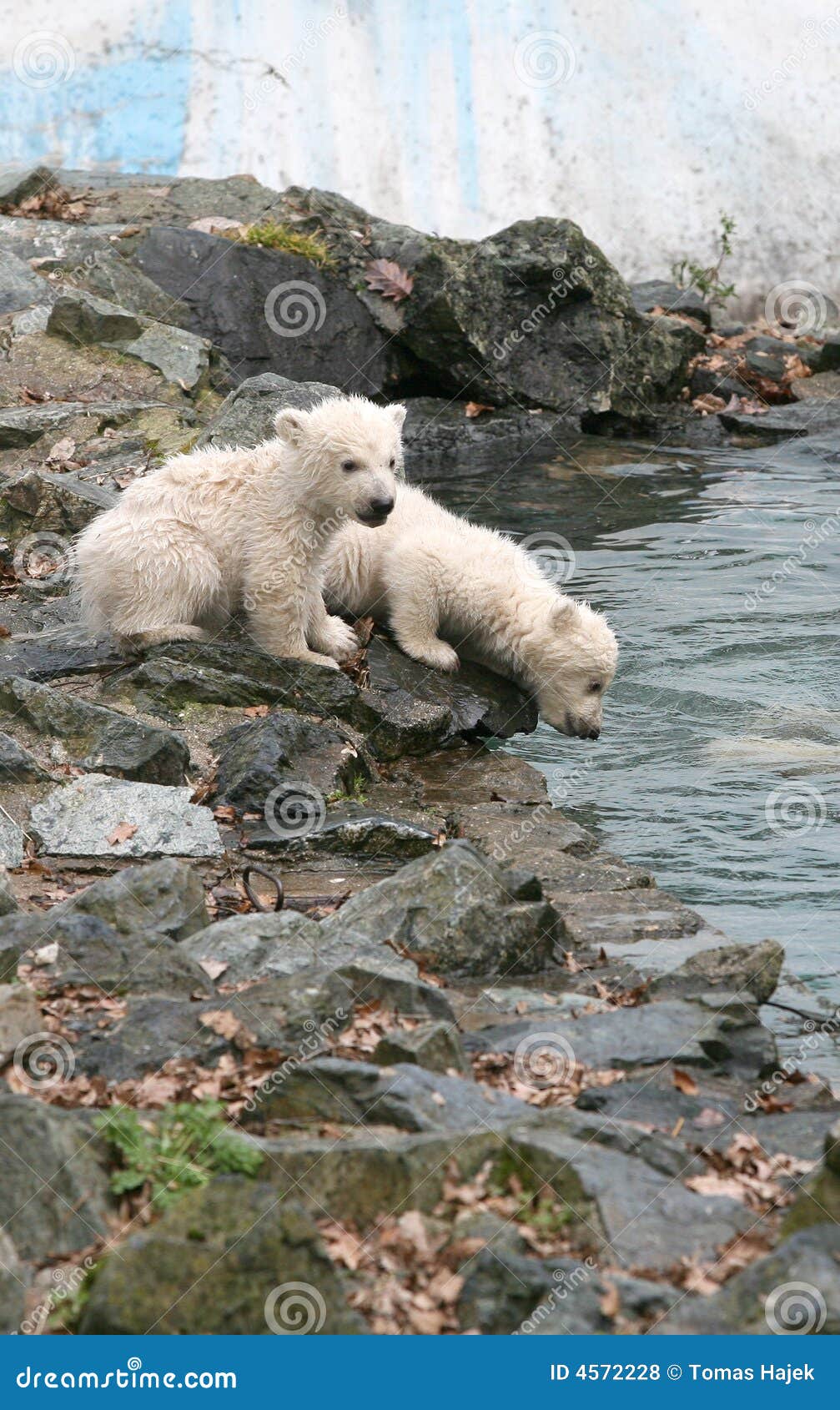 New born polar bears editorial stock photo. Image of success - 4572228
