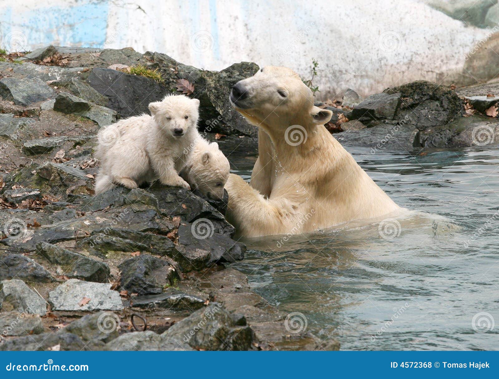 New born polar bears editorial stock photo. Image of feeding - 4572368