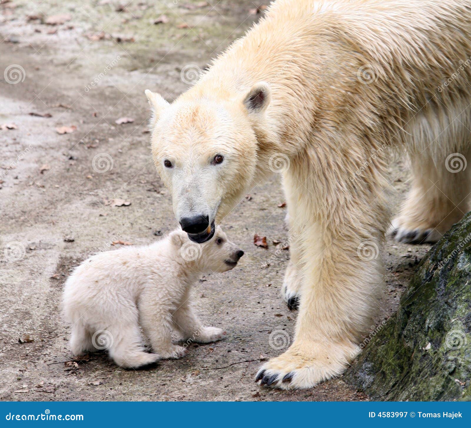 New born polar bears editorial photography. Image of mammal - 4583997