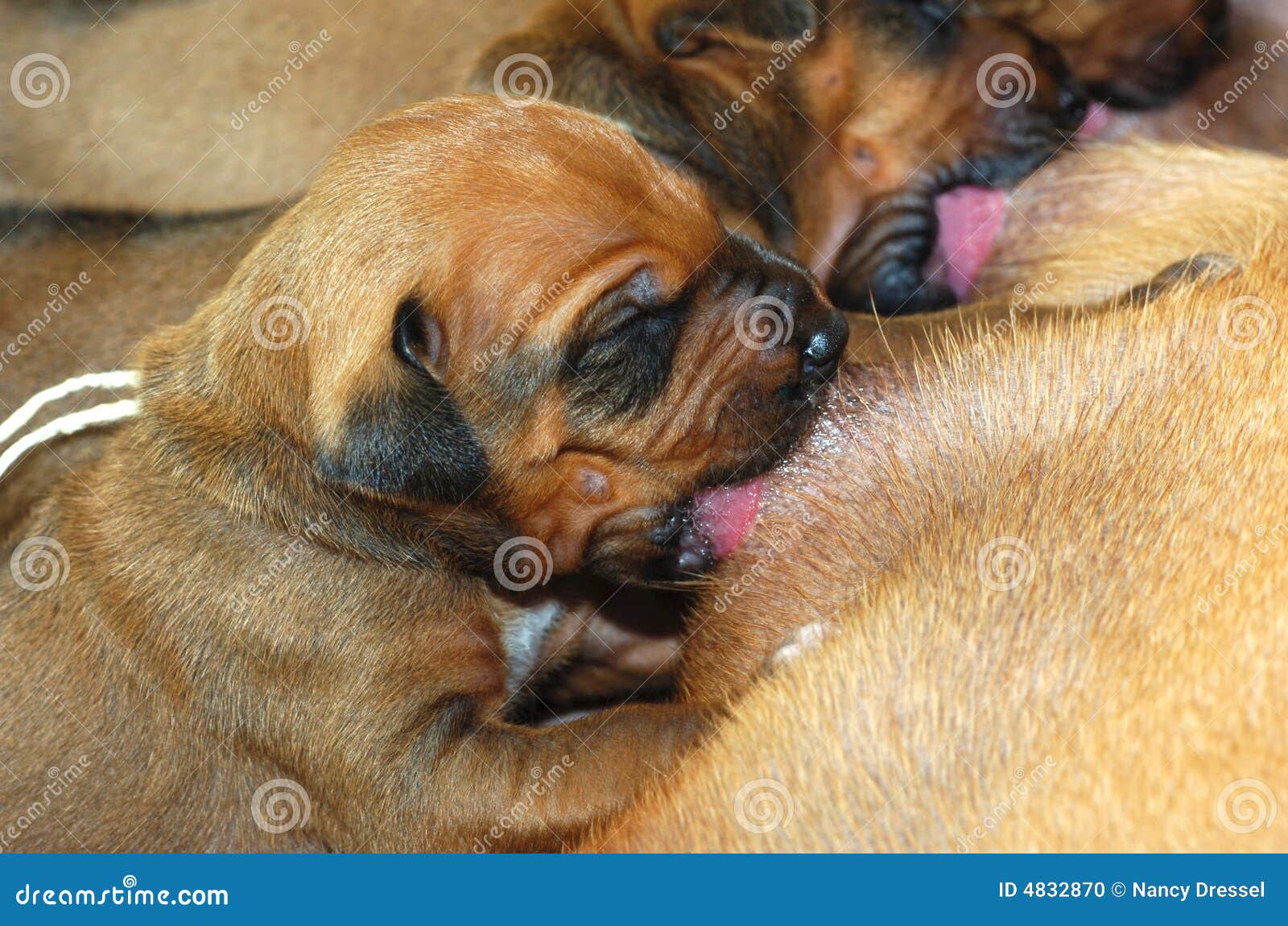 New born puppy stock photo. Image of hold, face, active - 4832870