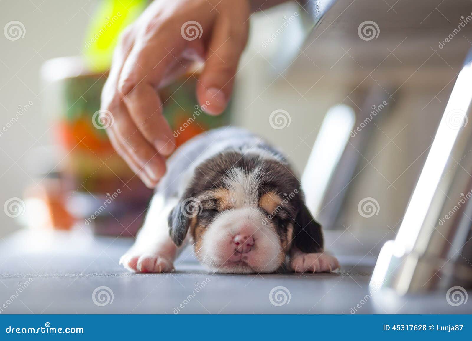 Born Beagle Dog Stock Photos - Free & Royalty-Free Stock Photos from ...