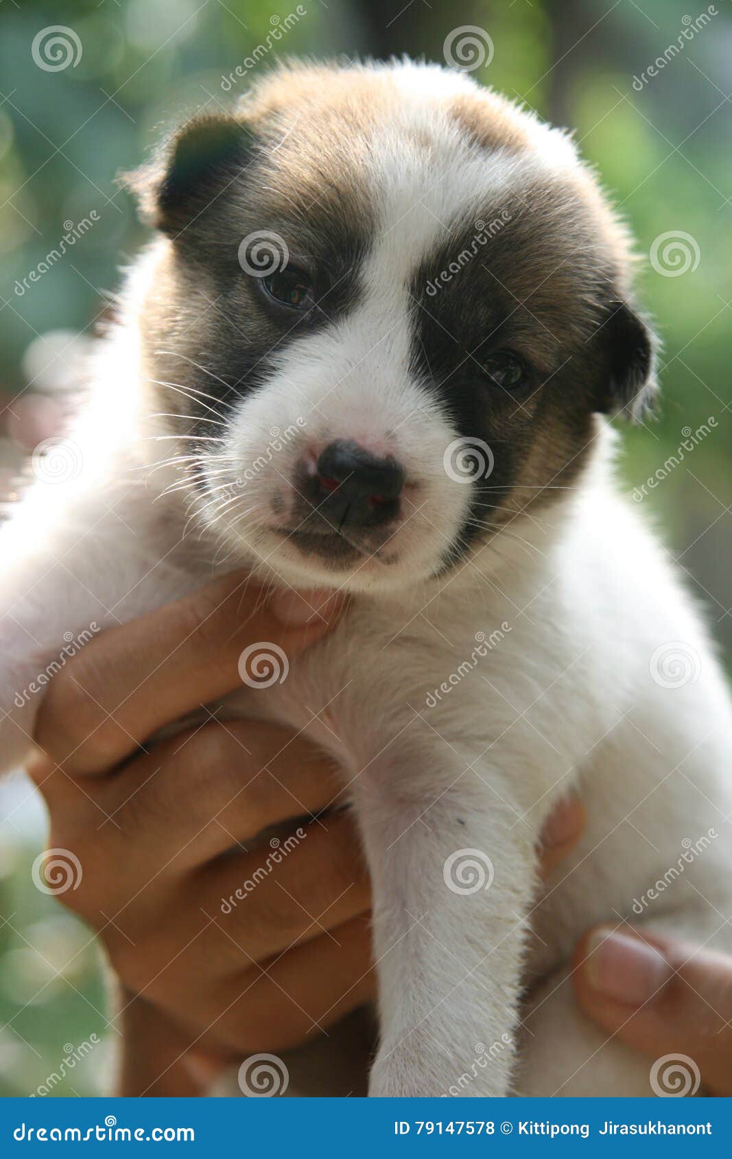 New born puppy stock photo. Image of animals, baby, animal - 79147578
