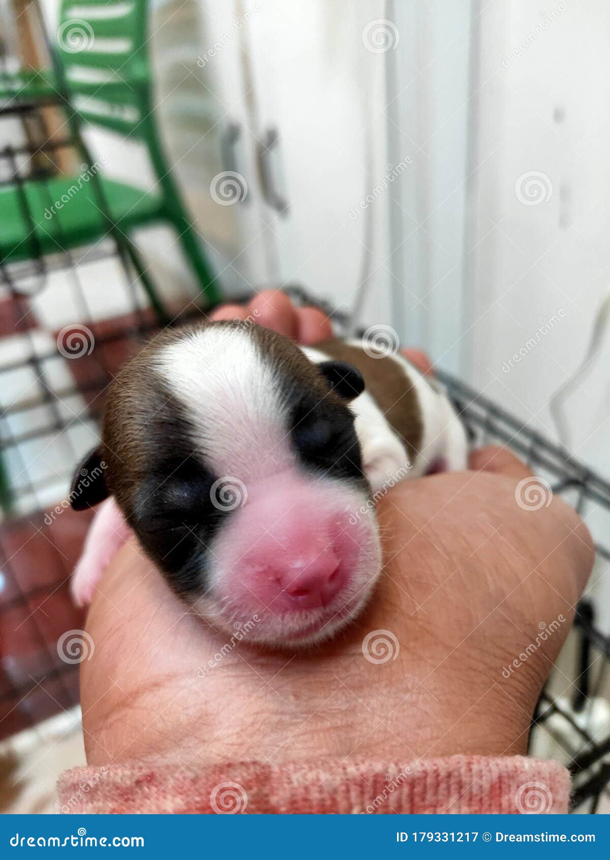 New born pups stock image. Image of head, organ, animal - 179331217