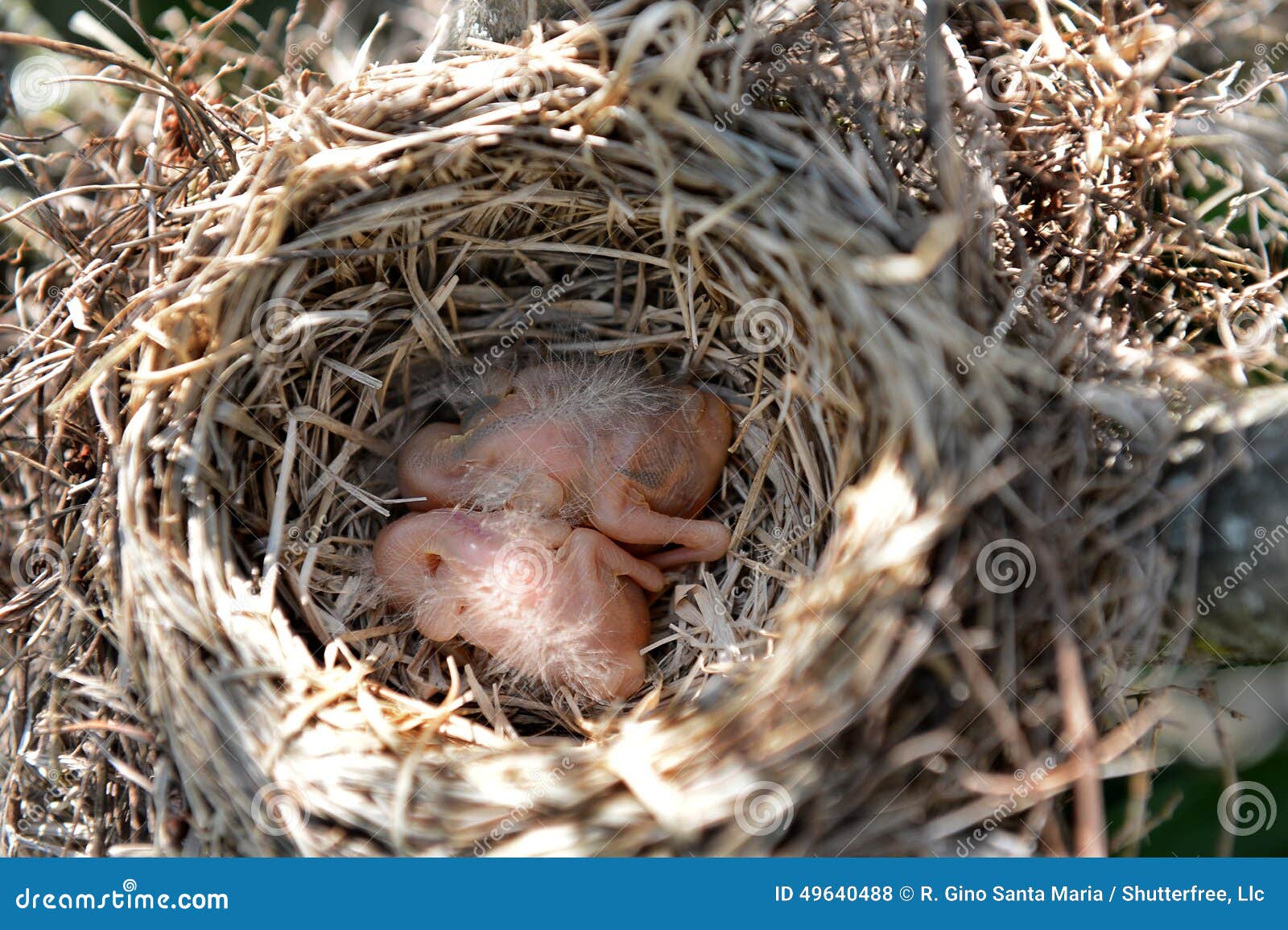 New Born Robin Birds stock photo. Image of nest, wild - 49640488
