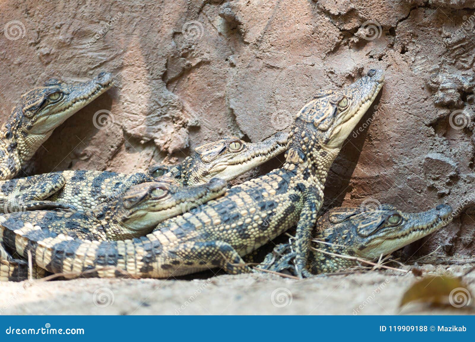 Baby crocodile stock photo. Image of forest, enviroment - 119909188