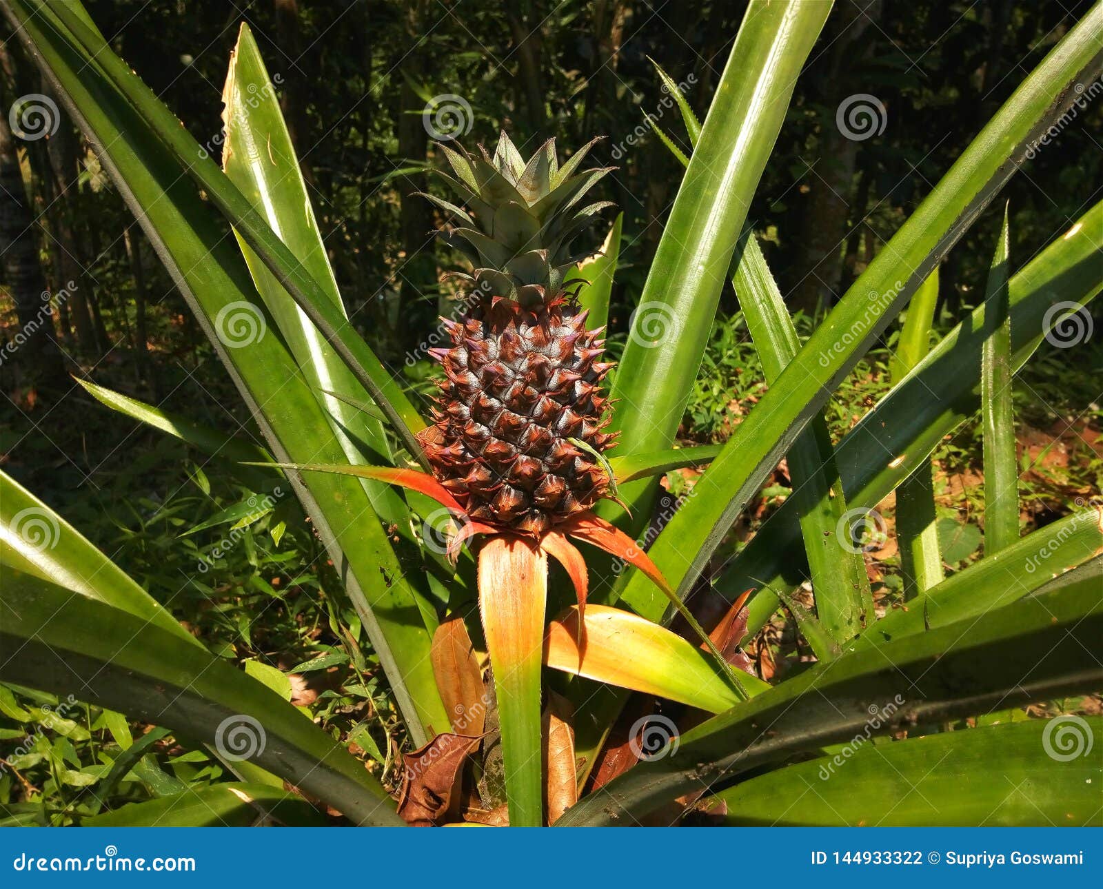 New born small pineapple stock photo. Image of juice - 144933322