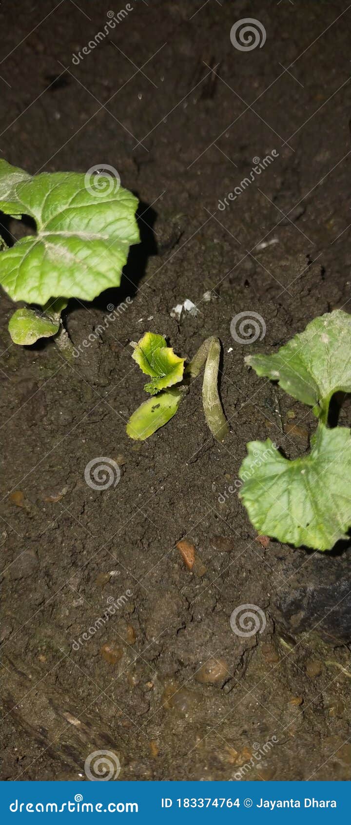 New Born Small Tree Green Light Vegitable Stock Photo - Image of tree ...