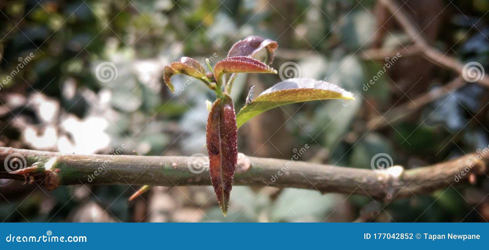 New Born Spring Leaves Buds, New Leaf Sprouting Stock Photo - Image of ...