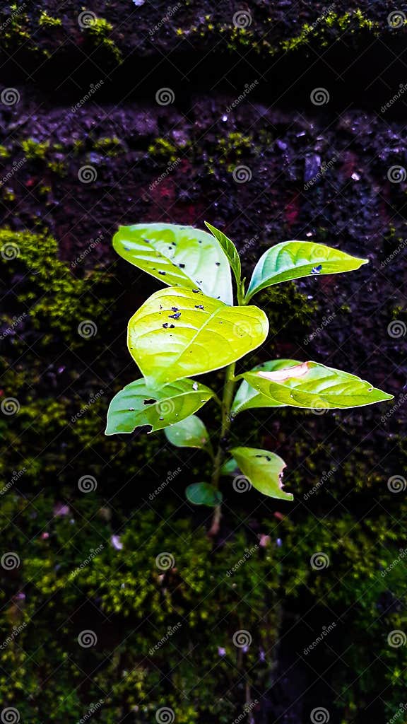 New born tree. stock photo. Image of plant, tree, born - 199831678