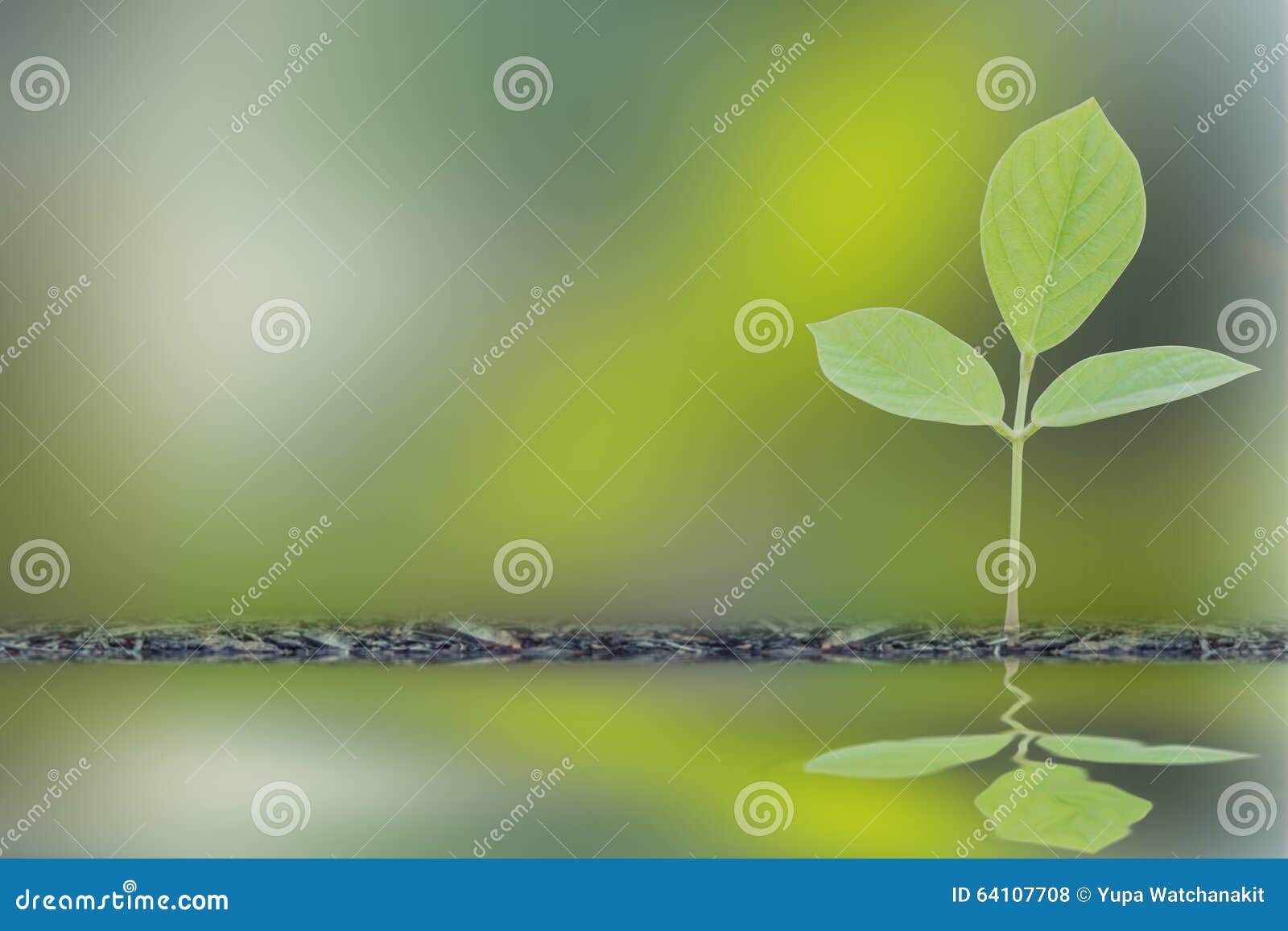 New born tree stock photo. Image of garden, green, background - 64107708